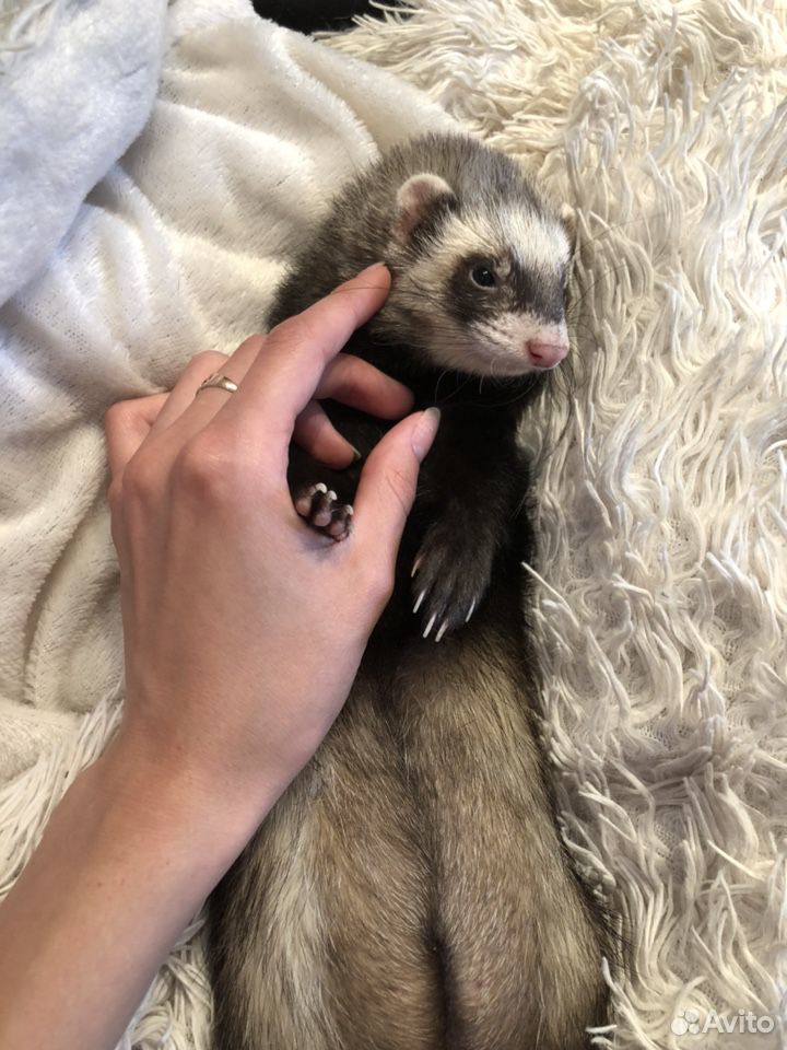 Щенки хорька