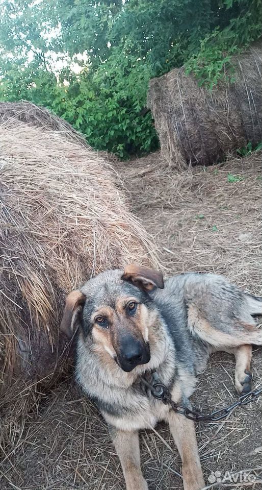 Овчарка алабай