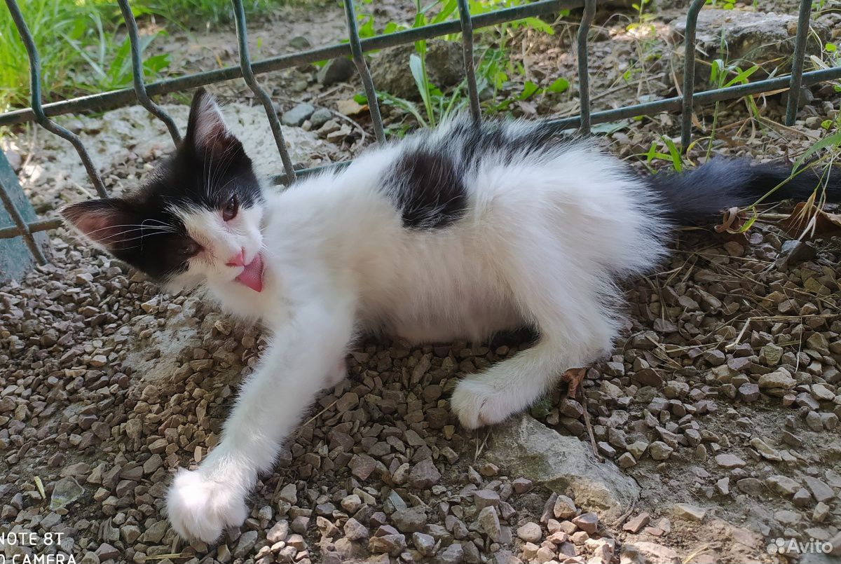 Макс ищет дом