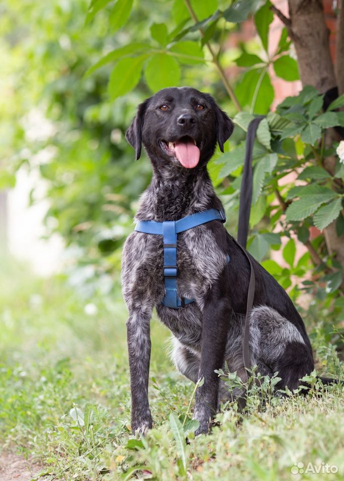 Метис курцхаара Жаси ищет свою семью