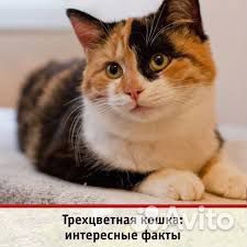 Отдам котёнка в добрые руки