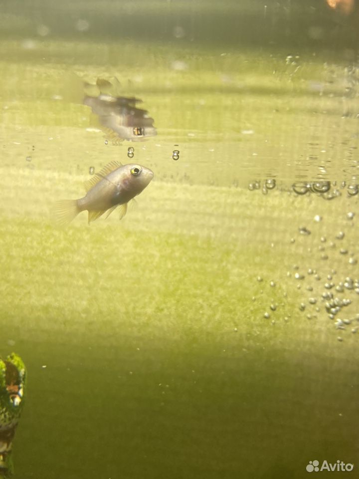 Цихлазома фламинго