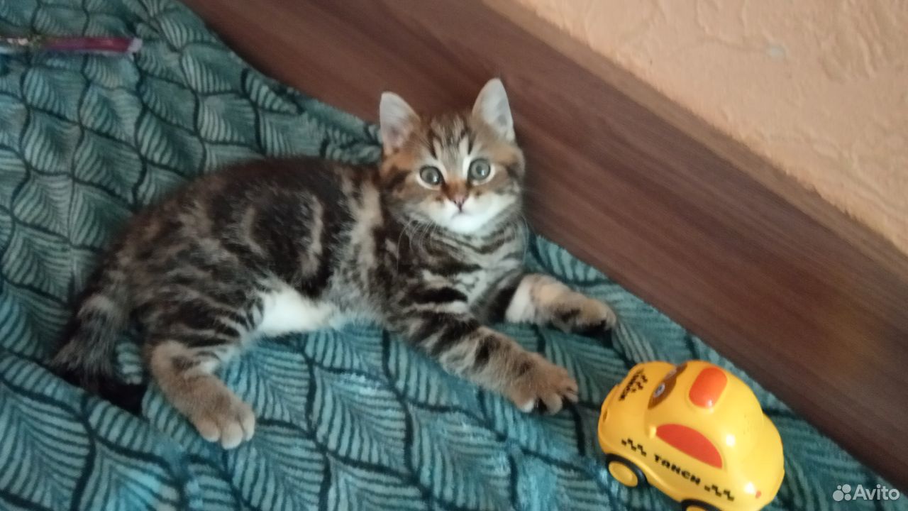 Шотландский котик (Scottish-straight)