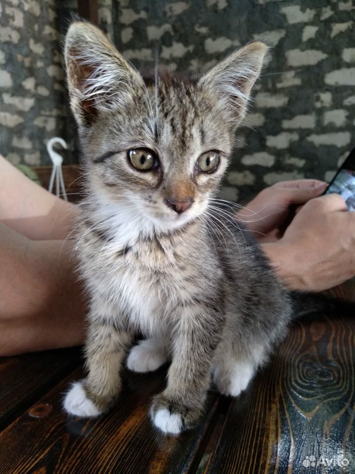 Котик