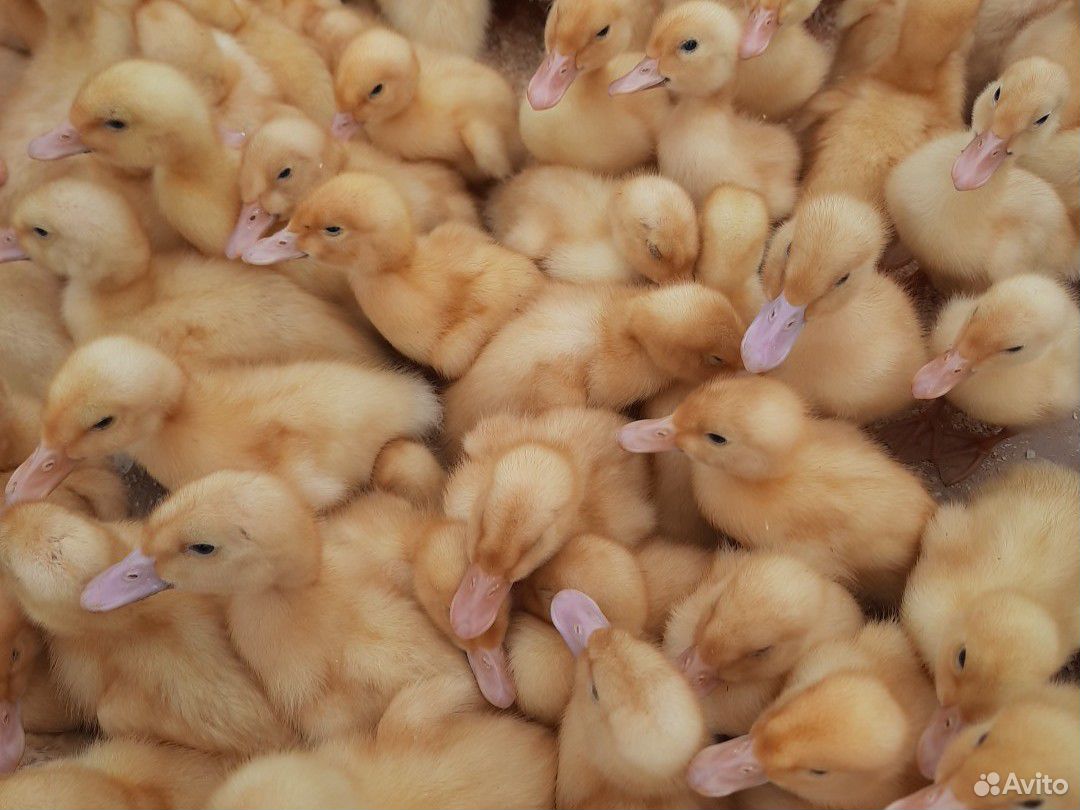 Подрощенные утята агидель