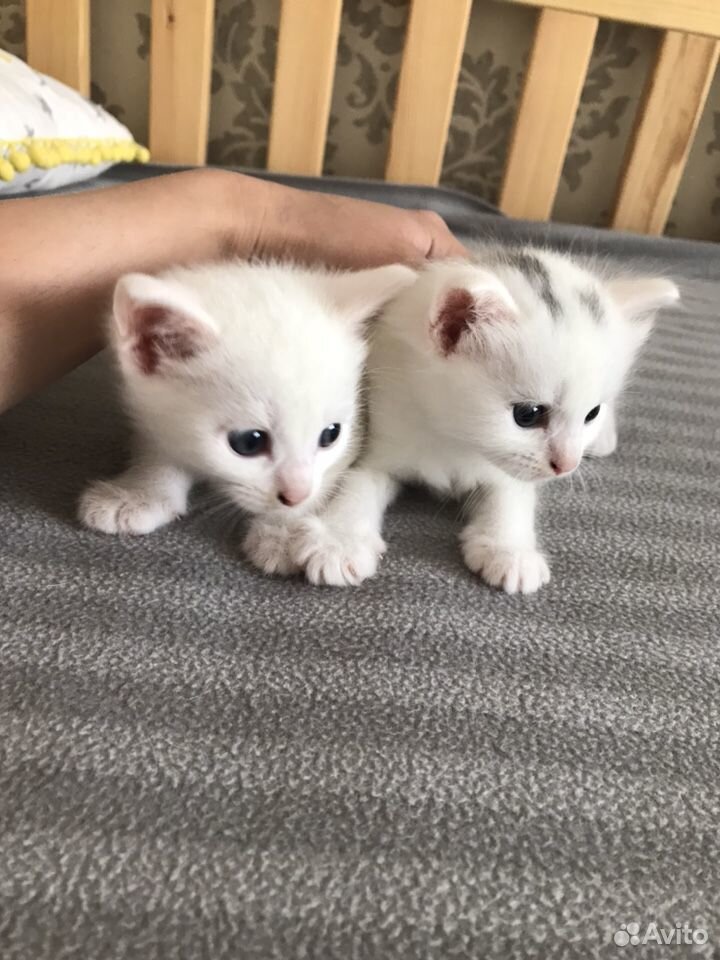 Котята белые (вроде девочки)