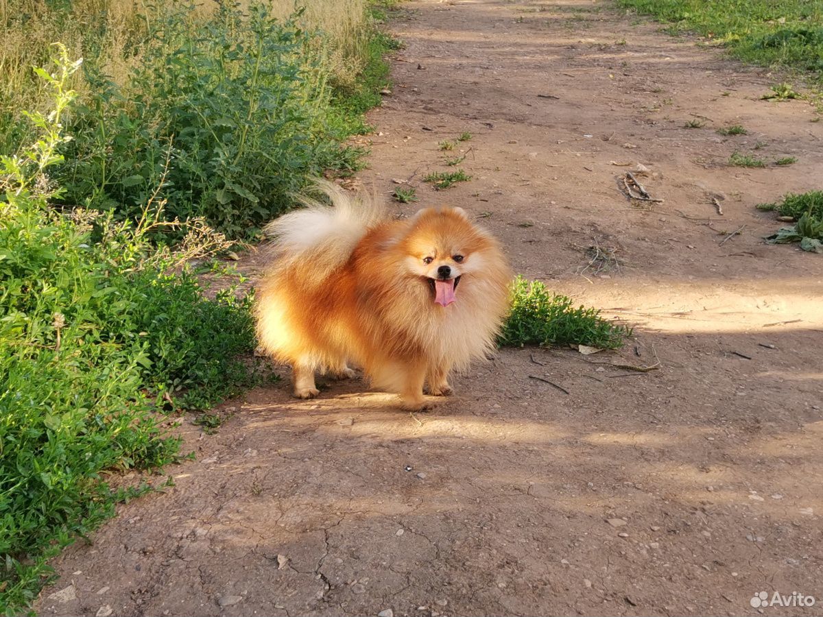 Шпиц приглашает на вязку