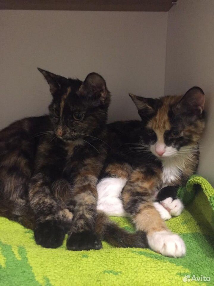 Сестрёнки милашки в добрые руки. Привезу