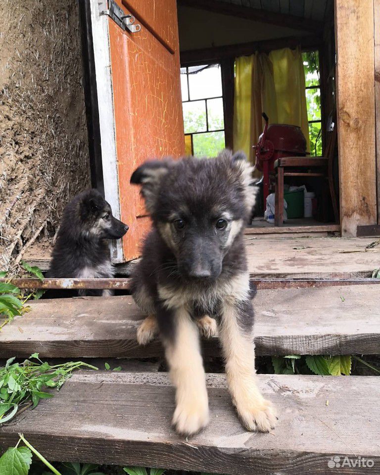 Щенки, две сестры, девочки, ищут дом. Мама овчарка