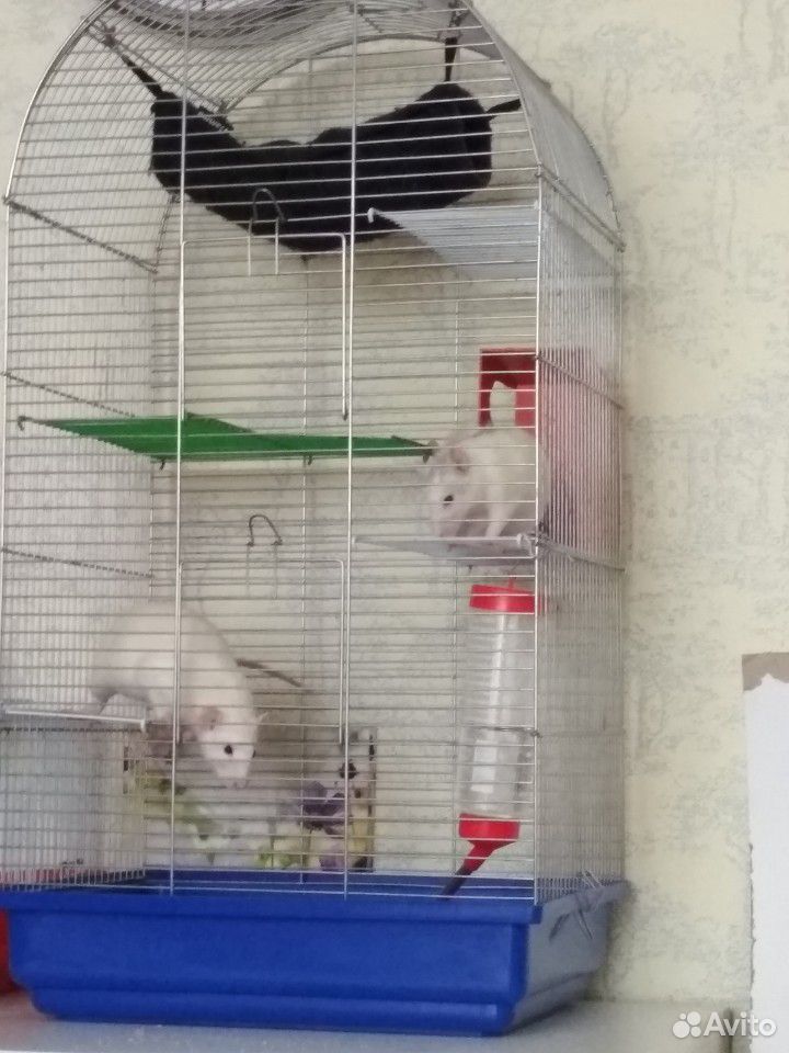 Декоративные крысы