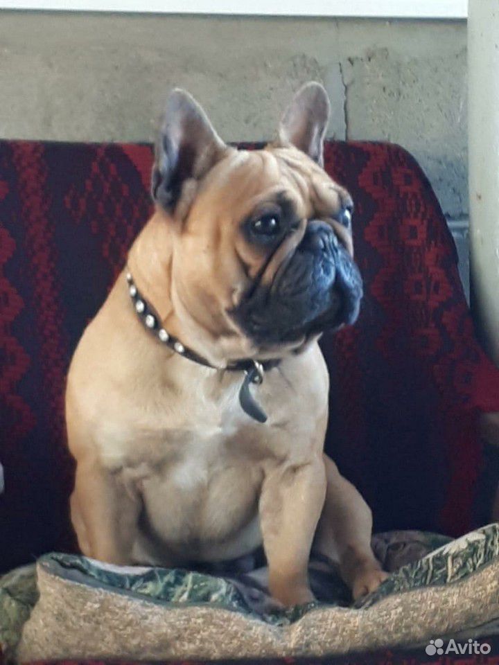 Французский бульдог