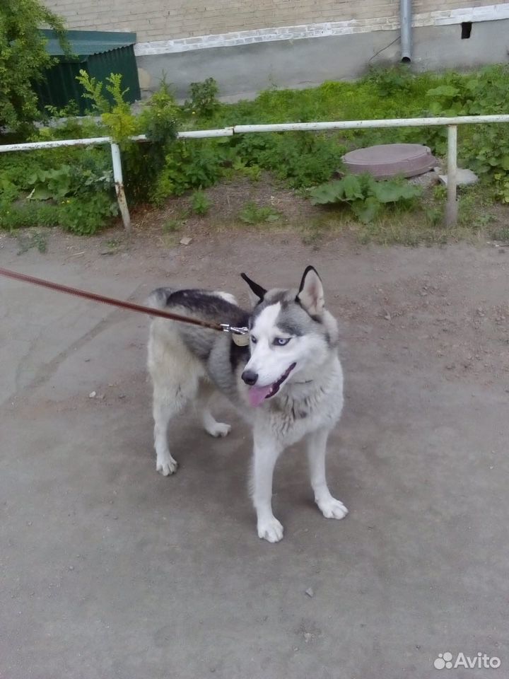 Хаски в добрые руки
