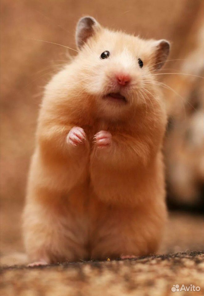 Сирийский хомяк