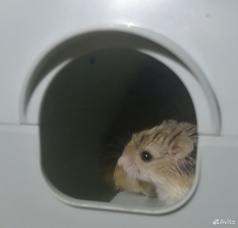 Хомяки Роборовского