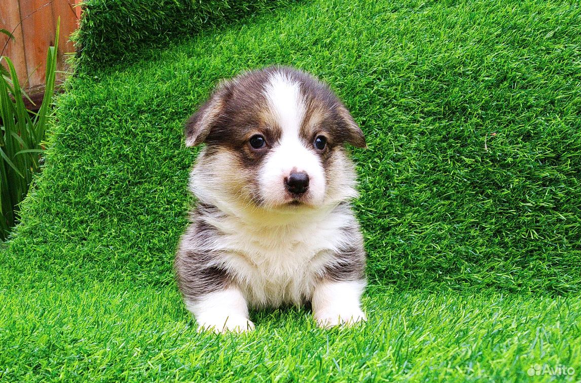 Щеночек крохотулька