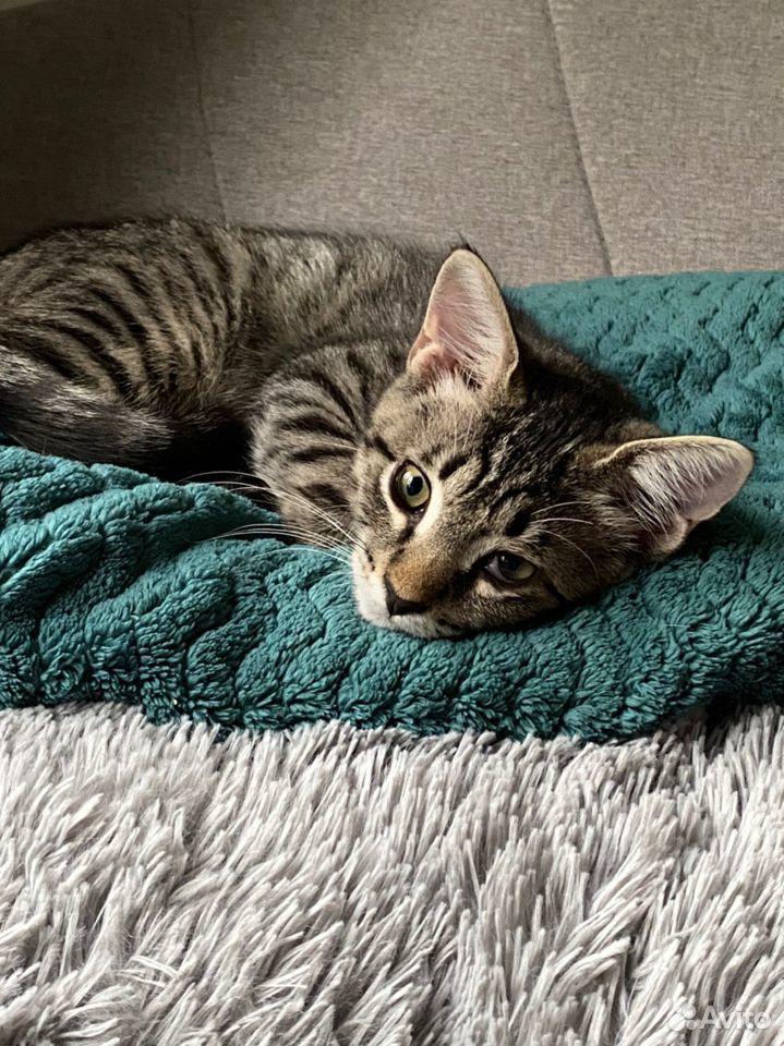 Котёнок, девочка, около 3-х мес., симочка