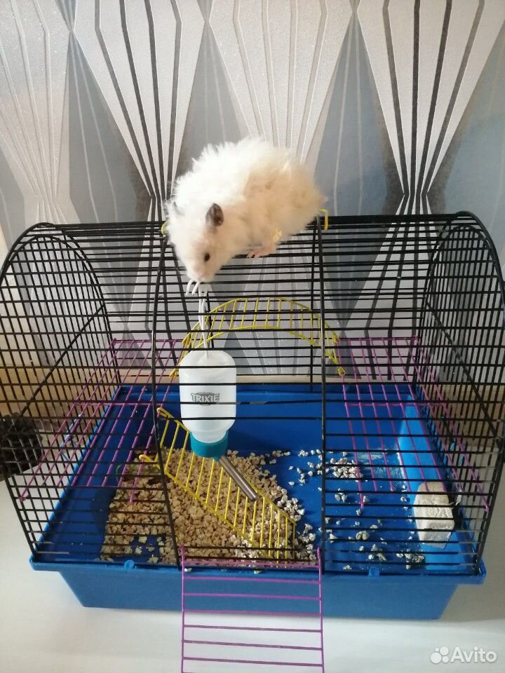 Сирийский хомяк с клеткой
