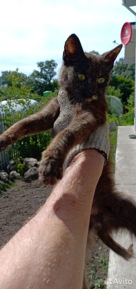 Котенок был брошен на дороге