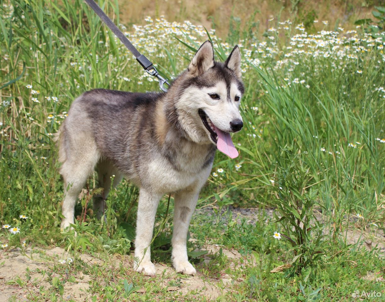 Челси ищет дом