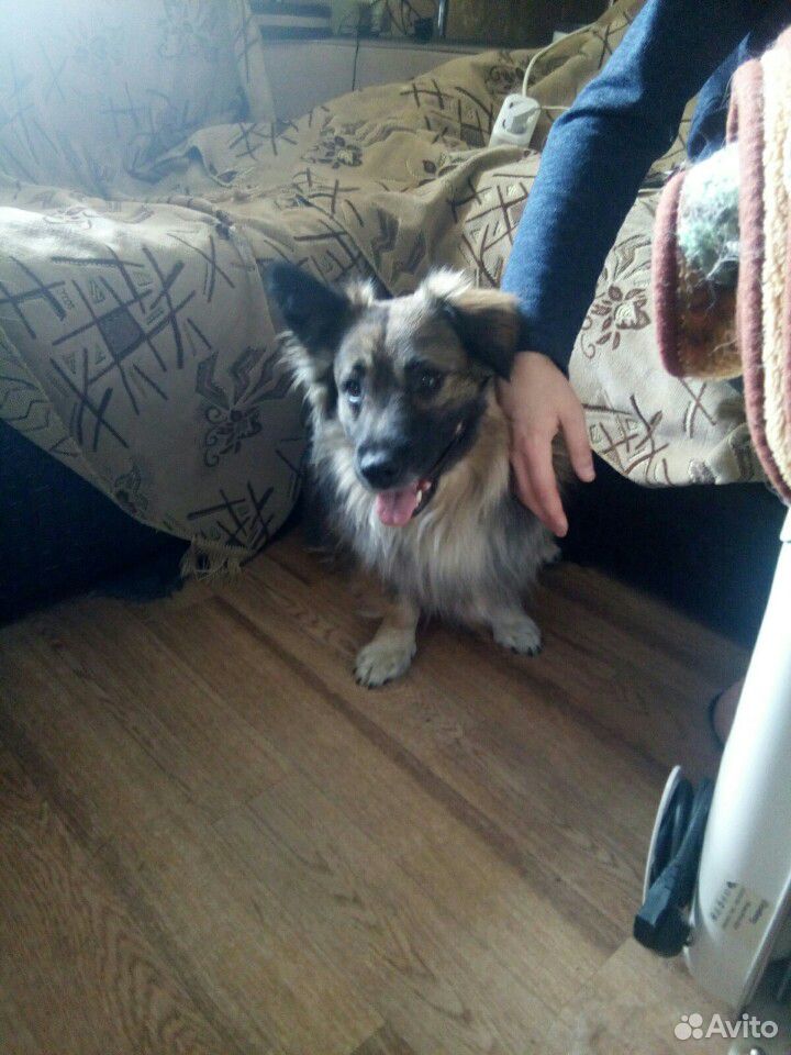 Собака. Тимка 2 года. отдам в хорошие руки. открыл