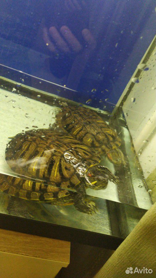 Красноухие черепахи Самка и Самец