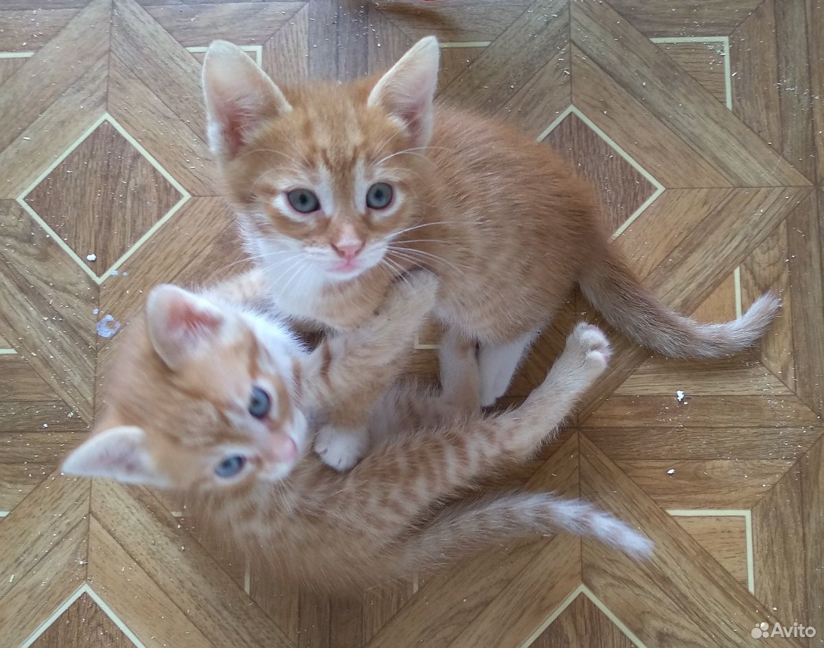 Рыжие маленькие котята