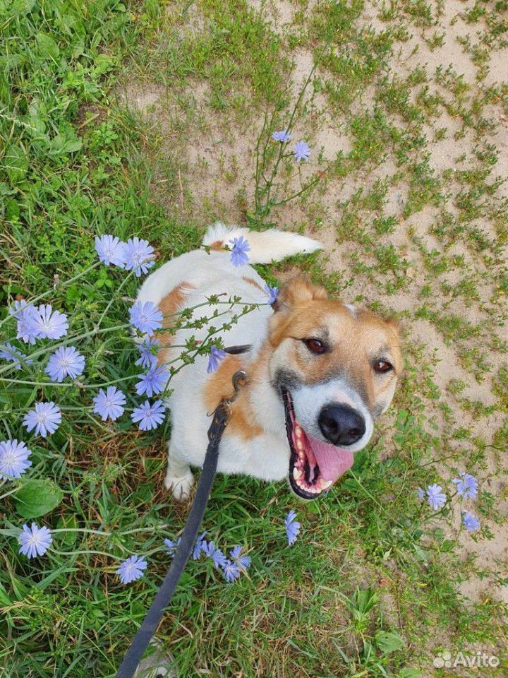 Очаровательная собака Розочка из приюта в дар