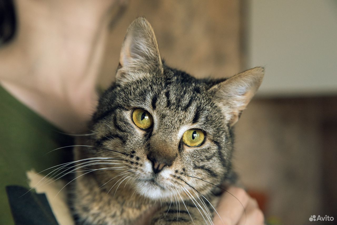 Кот Василий