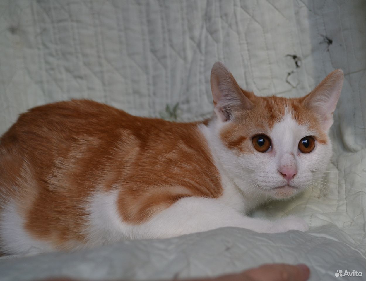 Котик в хорошие руки