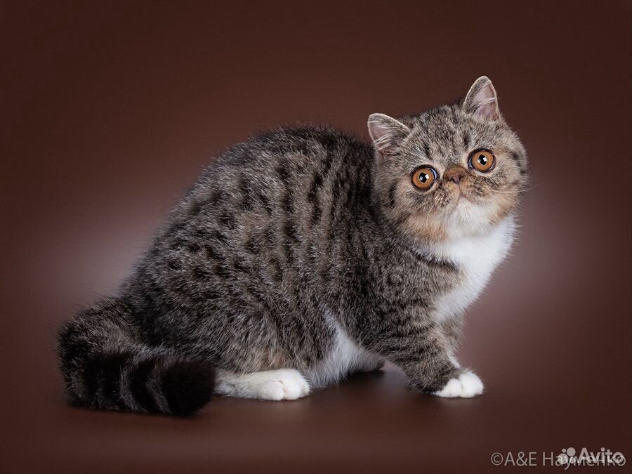 Кошечка породы экзот