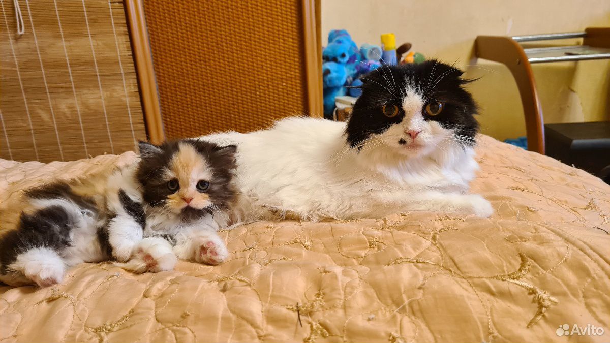 Шотландская кошечка страйт хайленд