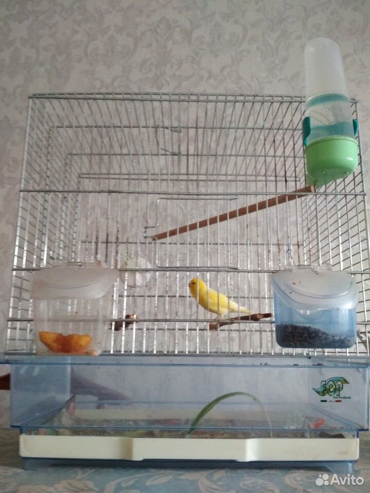 Кенар с клеткой