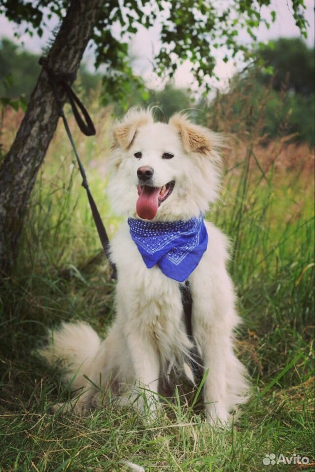 Белоснежный Пушок ищет дом