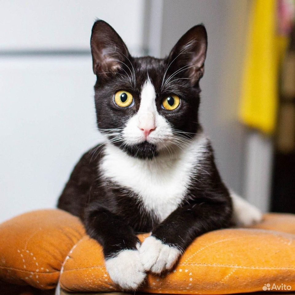 Молли прекрасная кото девушка 7 мес ищет свой дом