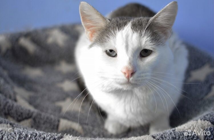 Невероятно ласковый котик