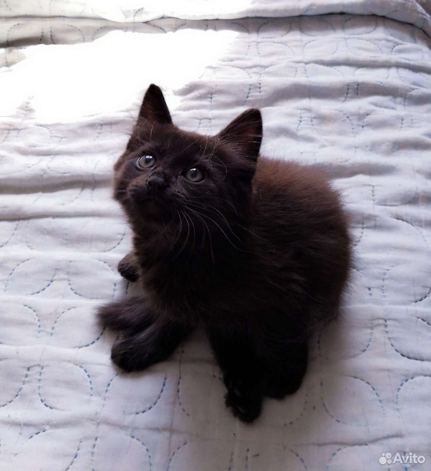 Котенок в добрые руки