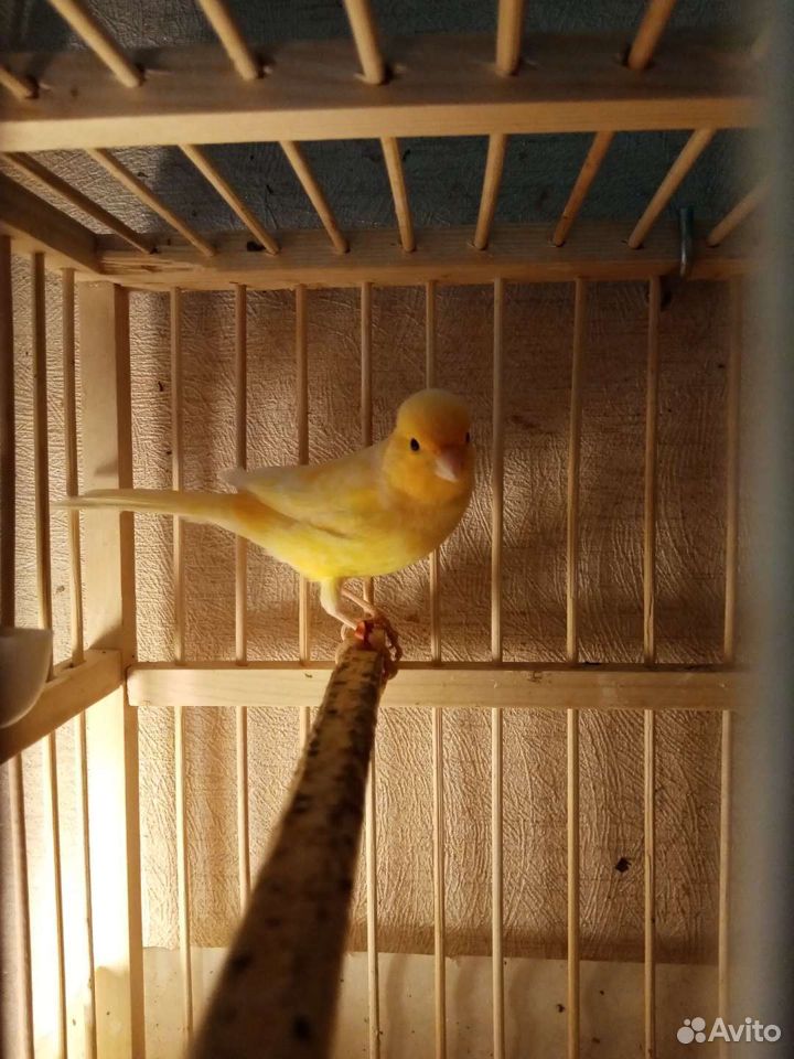 Кенары и канарейки