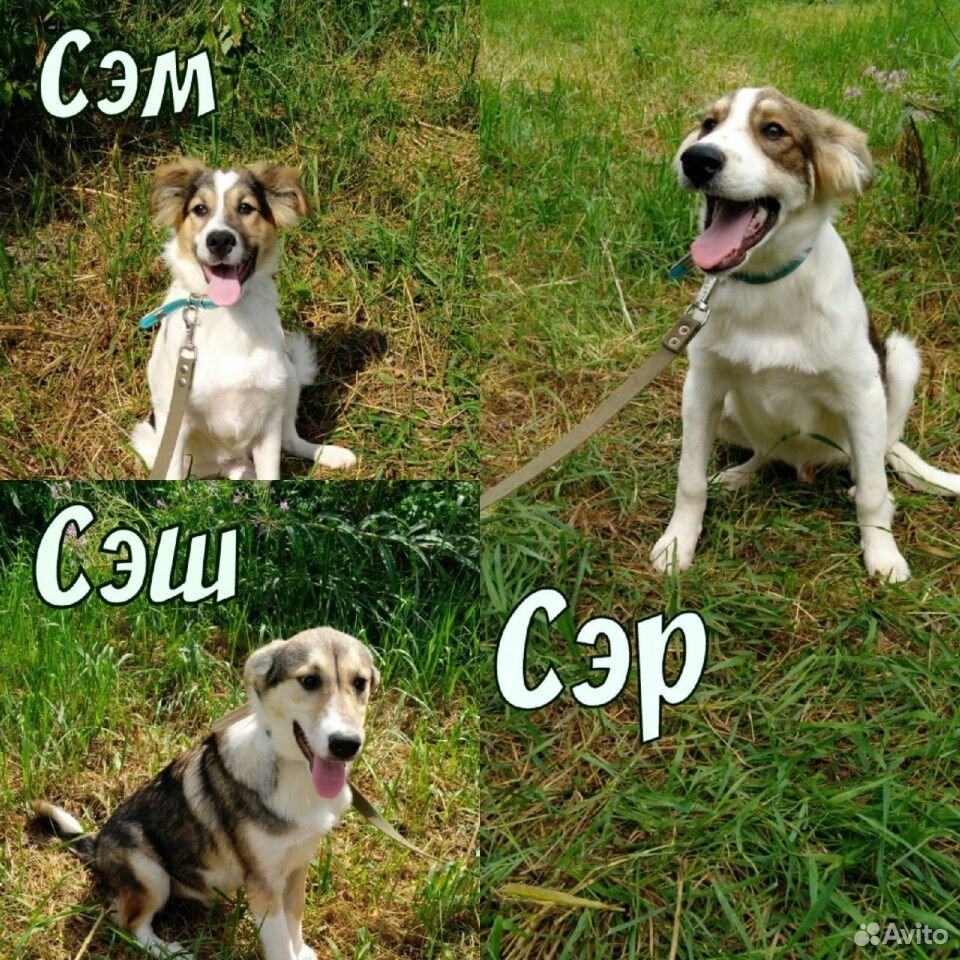 3 брата в добрые руки