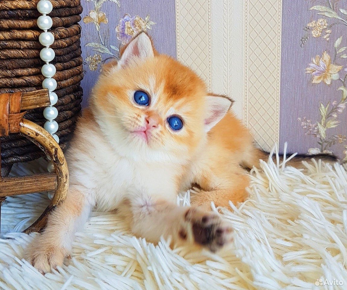 Солнечный плюшевый Лёвик) котик золотой шиншиллы
