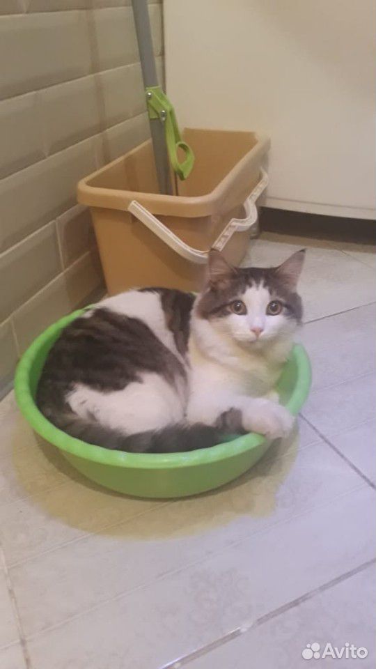 Найден кот