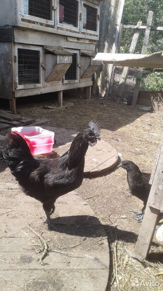 Продам петухов