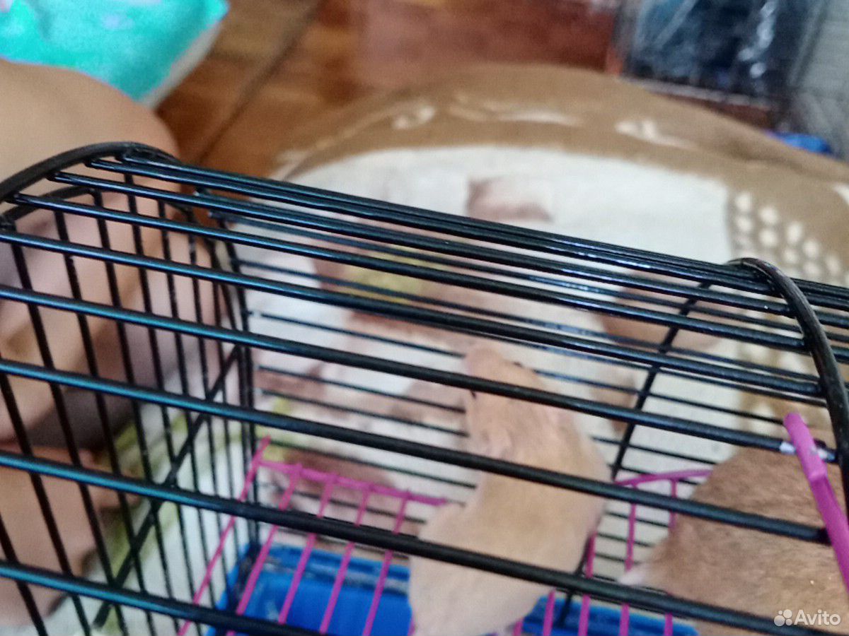 Сирийский хомяк