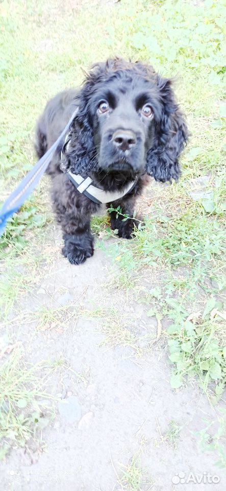 Спаниель американец