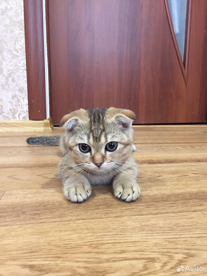 Шотландский