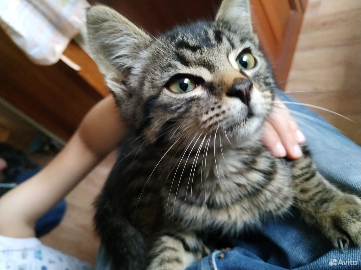 Очень красивый котенок, ласковый, мурчащий и игрив