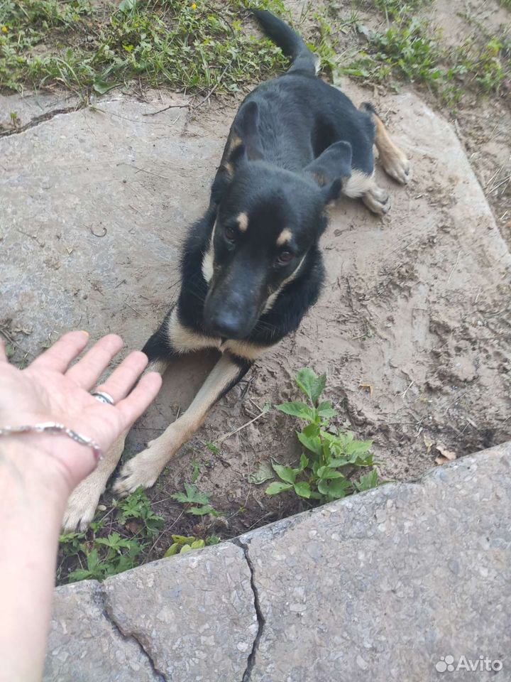 Собака