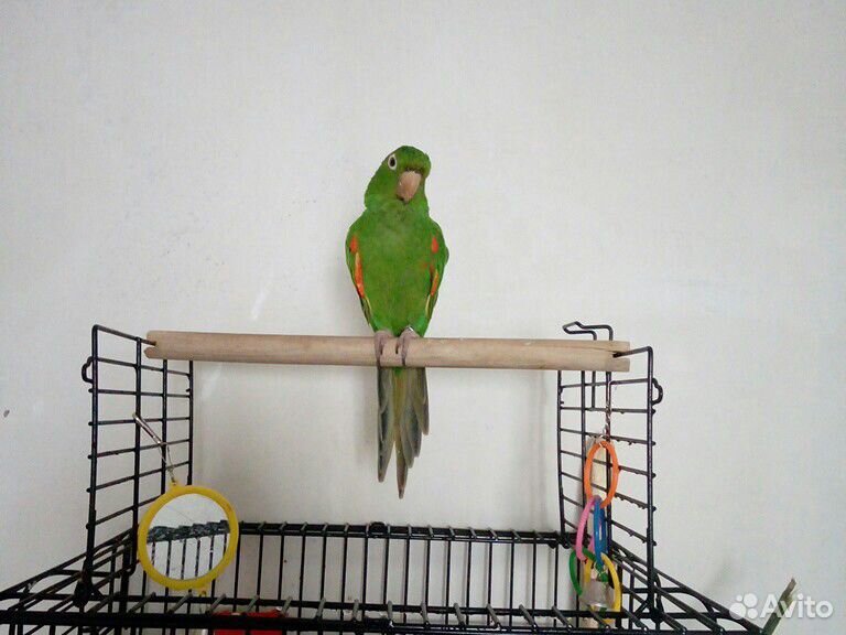 Попугай Белоглазый аратинга