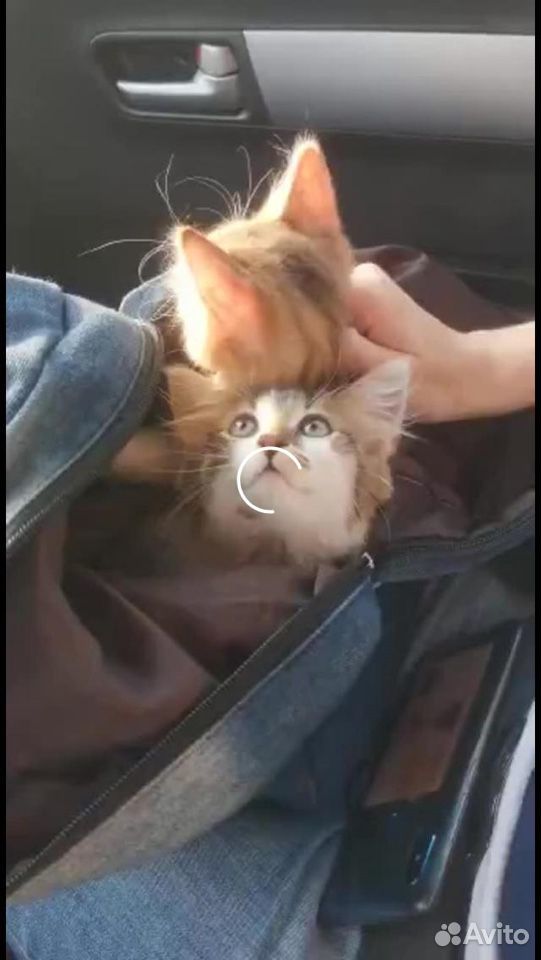 Котята