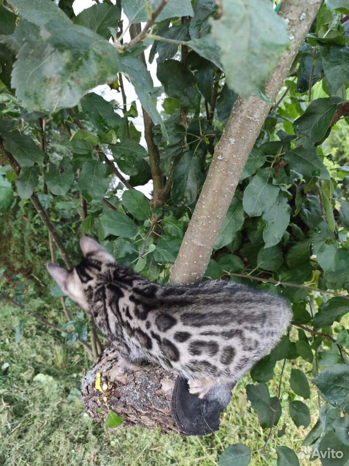 Бенгальская