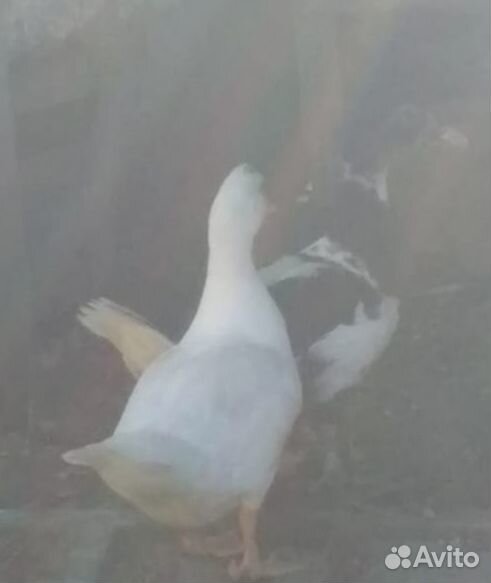 Утки.Индоутки